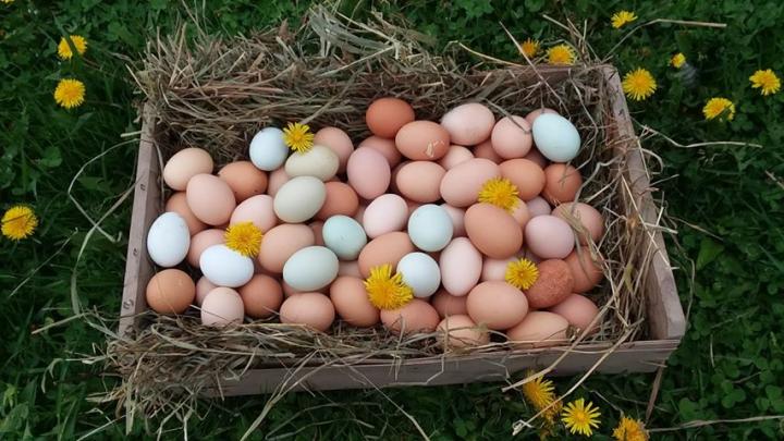 Racat e pulave për vezë « Revista Mjekësia Veterinare Shqiptare