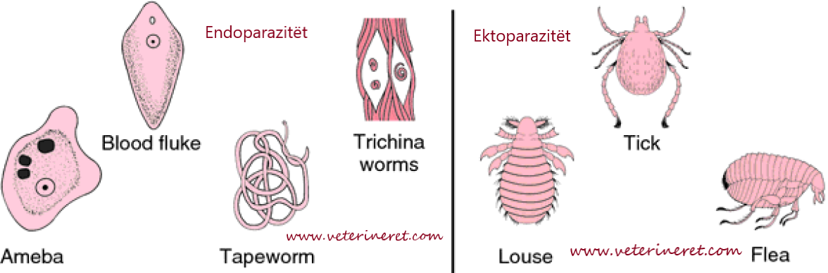 Llojet e parazitëve « Revista Mjekësia Veterinare Shqiptare