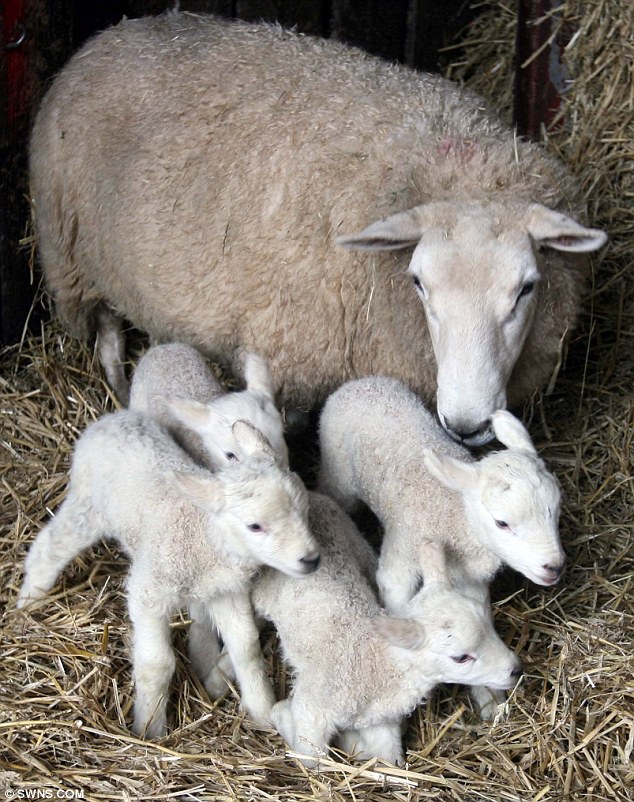 E rrallë: Delja pjell 8 qengja brenda një viti « Revista Mjekësia ...