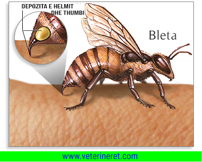 Parandalimi dhe trajtimi ng pickimet nga bleta dhe grerëzat! « Revista ...